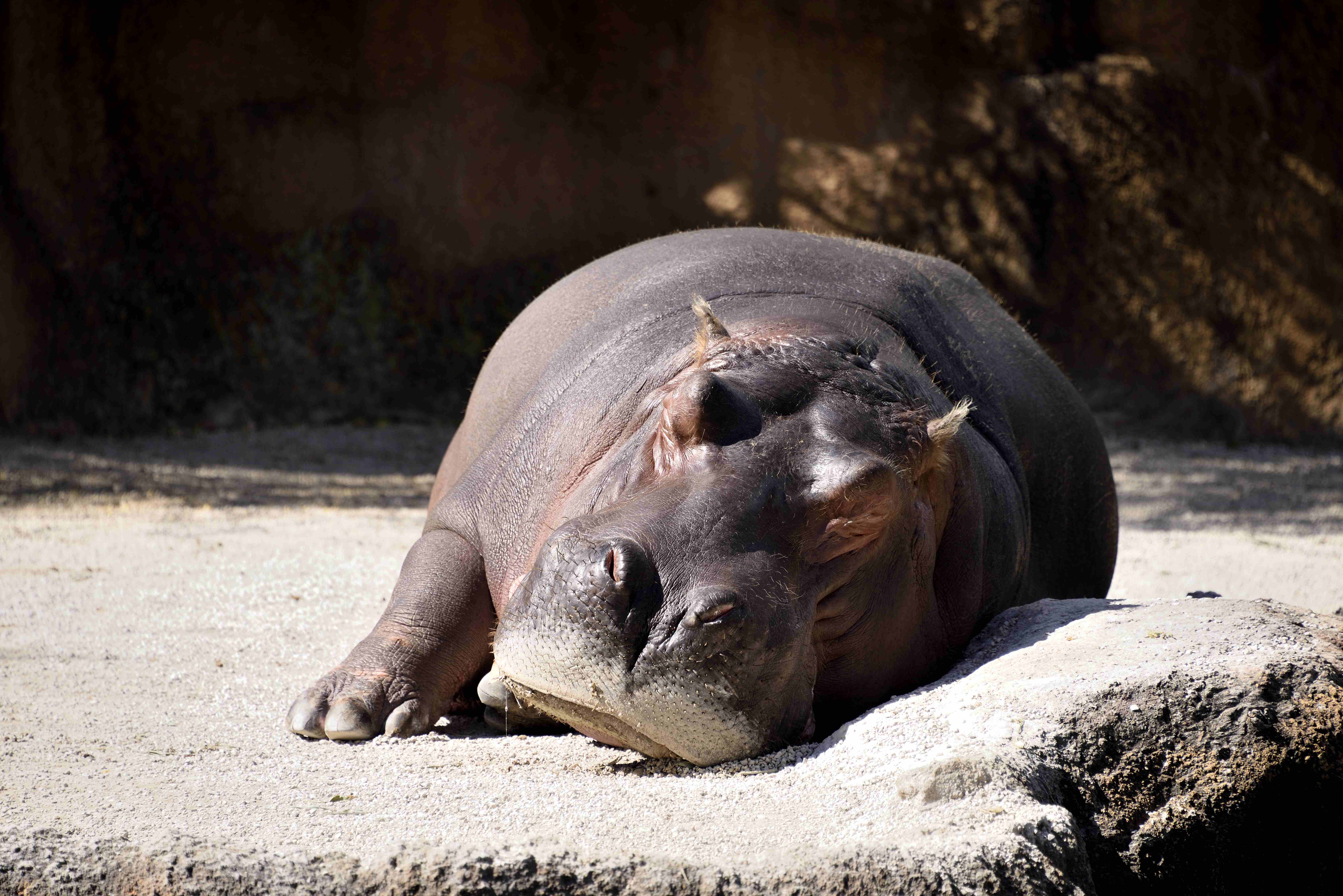 Dreaming in Hippoland? | Shutterbug